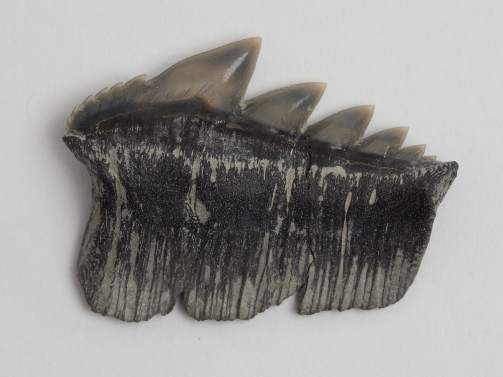 Notorynchus primigenius - Haie und Rochen der Molasse