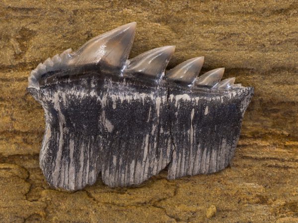 Notorynchus primigenius - Haie und Rochen der Molasse