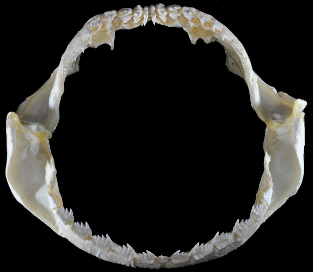 Notorynchus primigenius - Haie und Rochen der Molasse