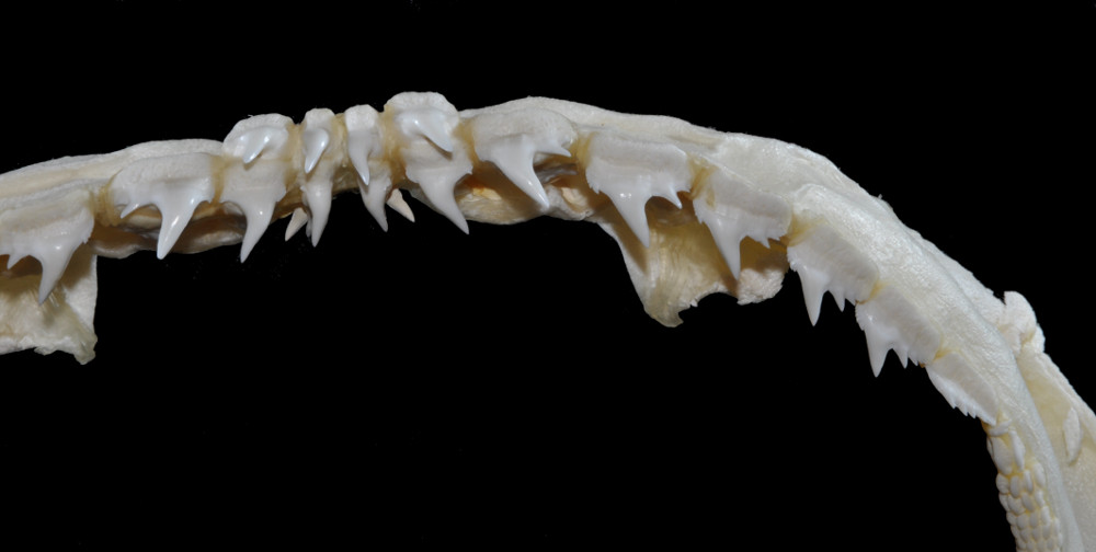 Notorynchus primigenius - Haie und Rochen der Molasse