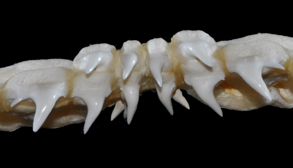 Notorynchus primigenius - Haie und Rochen der Molasse