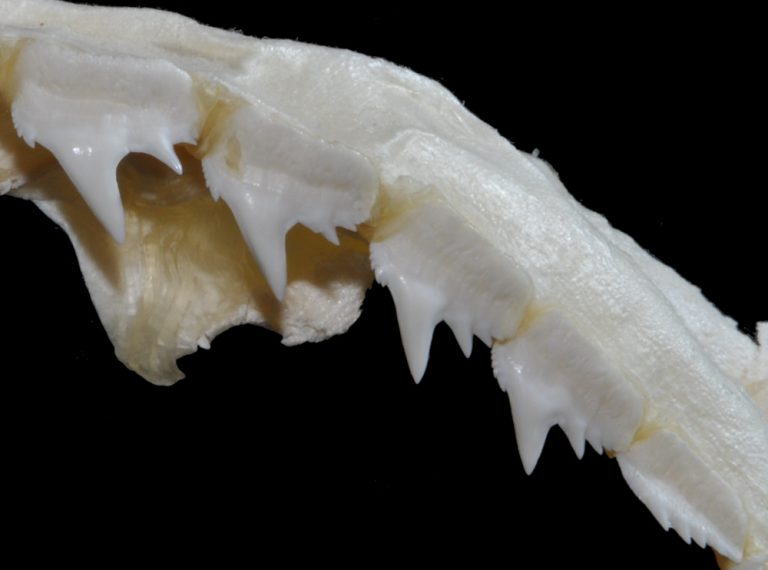 Notorynchus primigenius - Haie und Rochen der Molasse