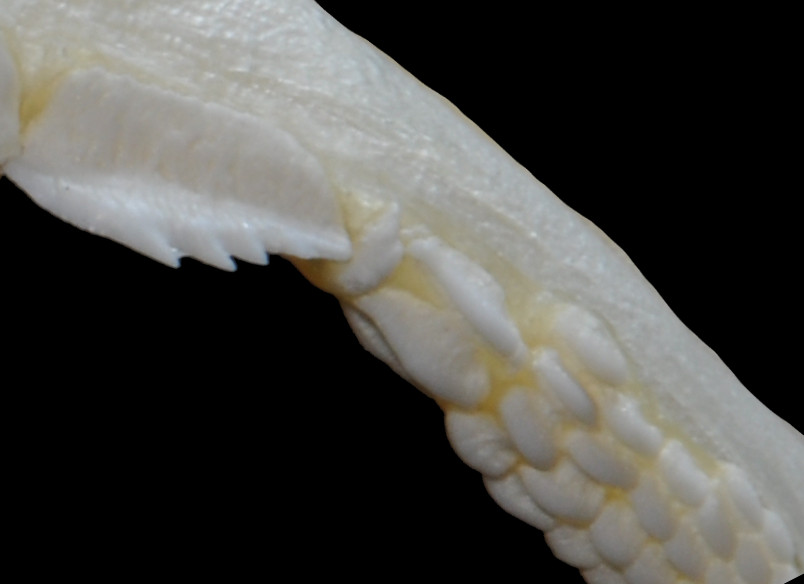 Notorynchus primigenius - Haie und Rochen der Molasse