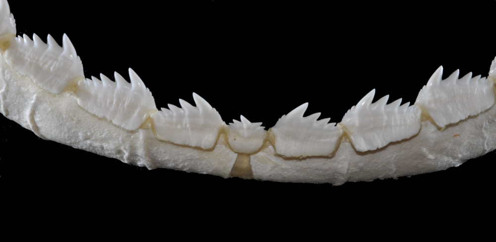 Notorynchus primigenius - Haie und Rochen der Molasse