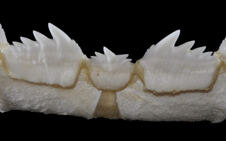 Notorynchus primigenius - Haie und Rochen der Molasse