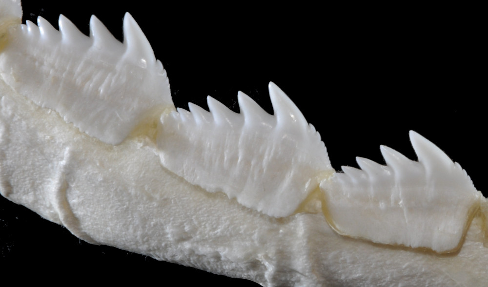 Notorynchus primigenius - Haie und Rochen der Molasse