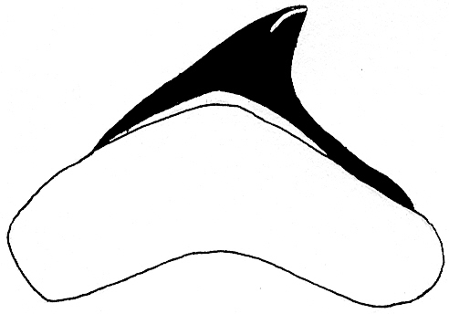 Lamniformes - Haie und Rochen der Molasse