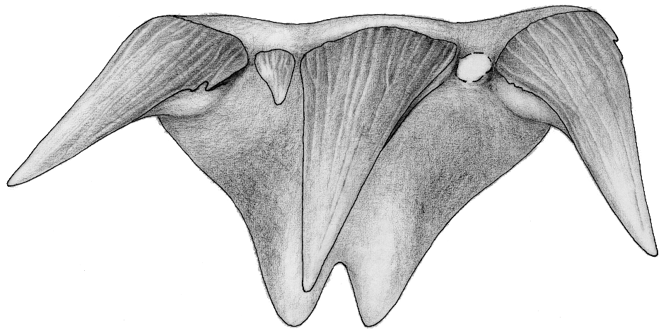 Rolfodon bracheri - Haie und Rochen der Molasse