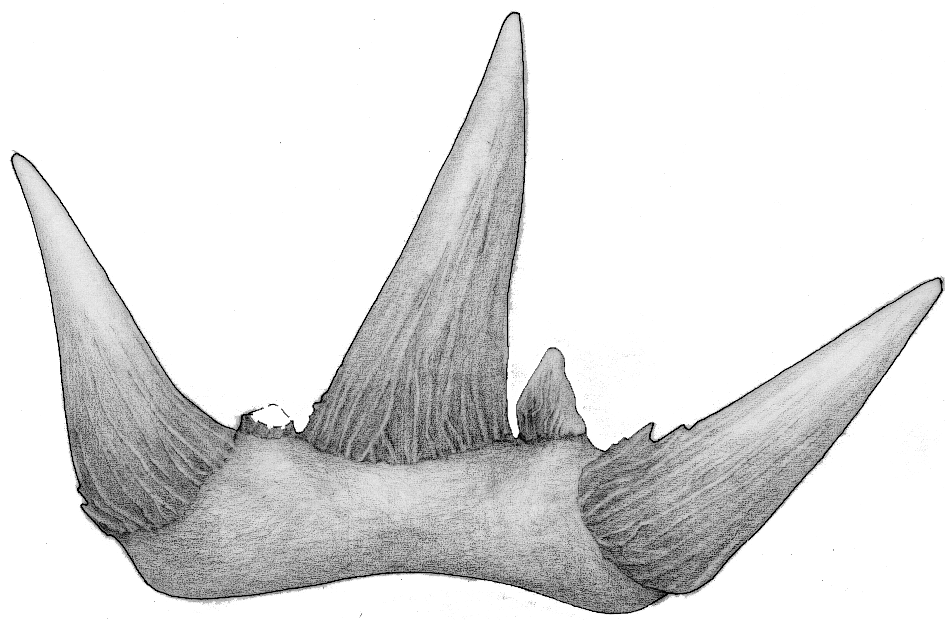 Rolfodon bracheri - Haie und Rochen der Molasse