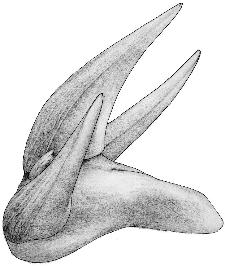 Rolfodon bracheri - Haie und Rochen der Molasse