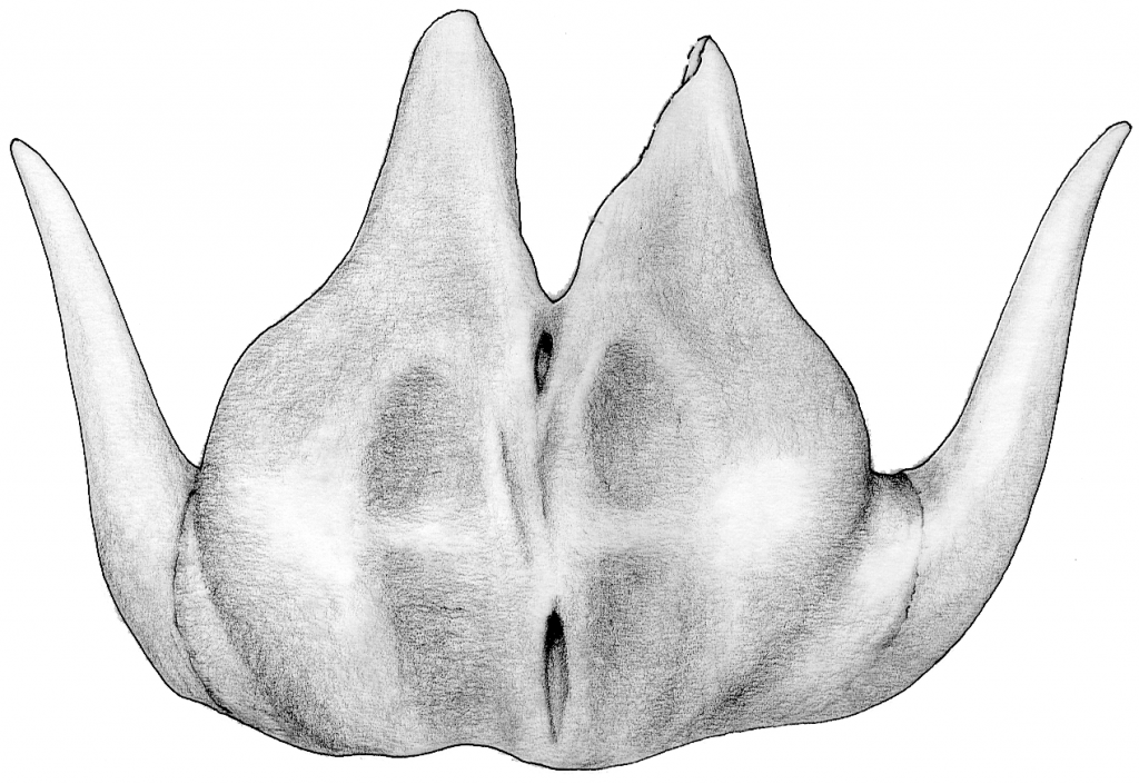 Rolfodon bracheri - Haie und Rochen der Molasse