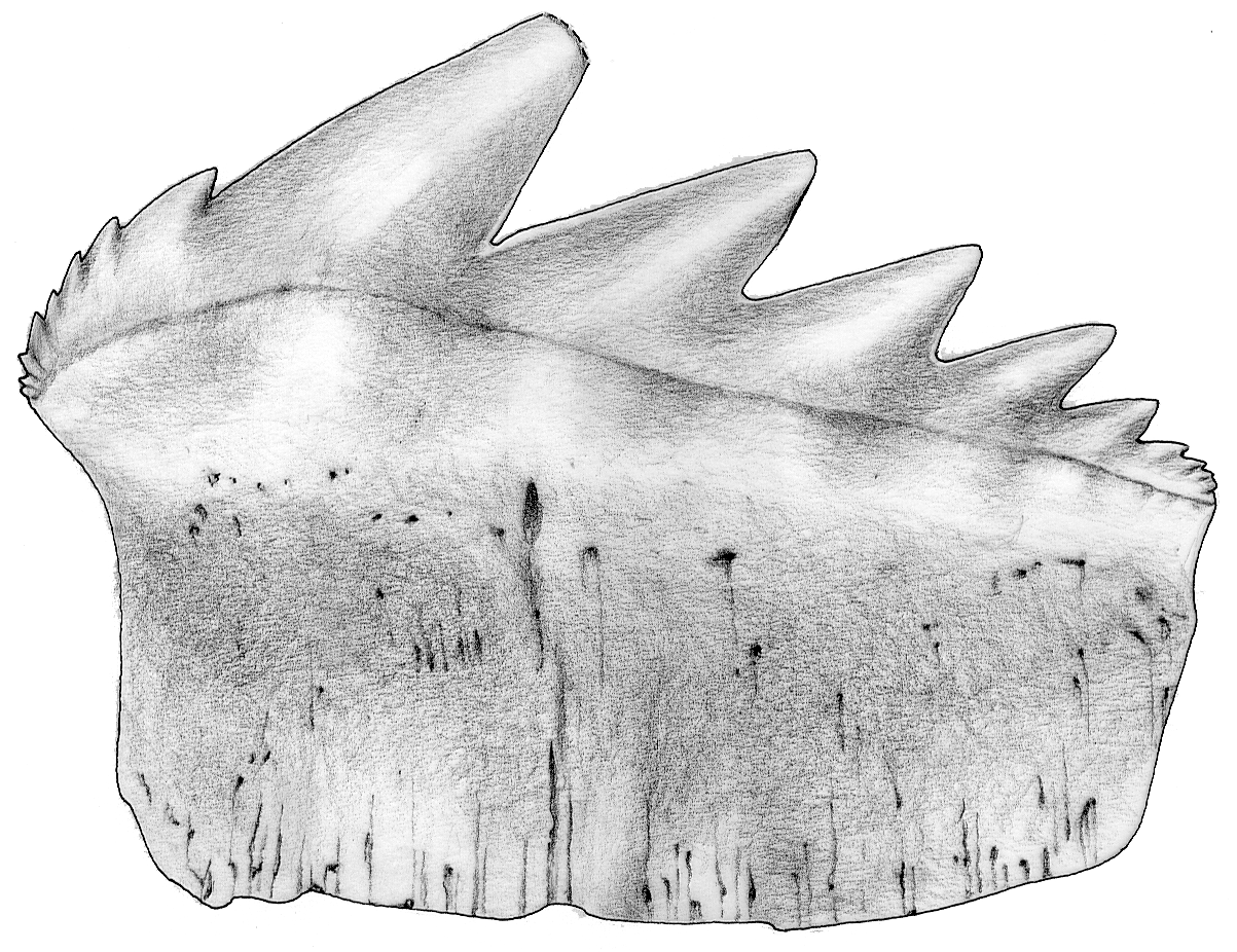 Notorynchus primigenius - Haie und Rochen der Molasse