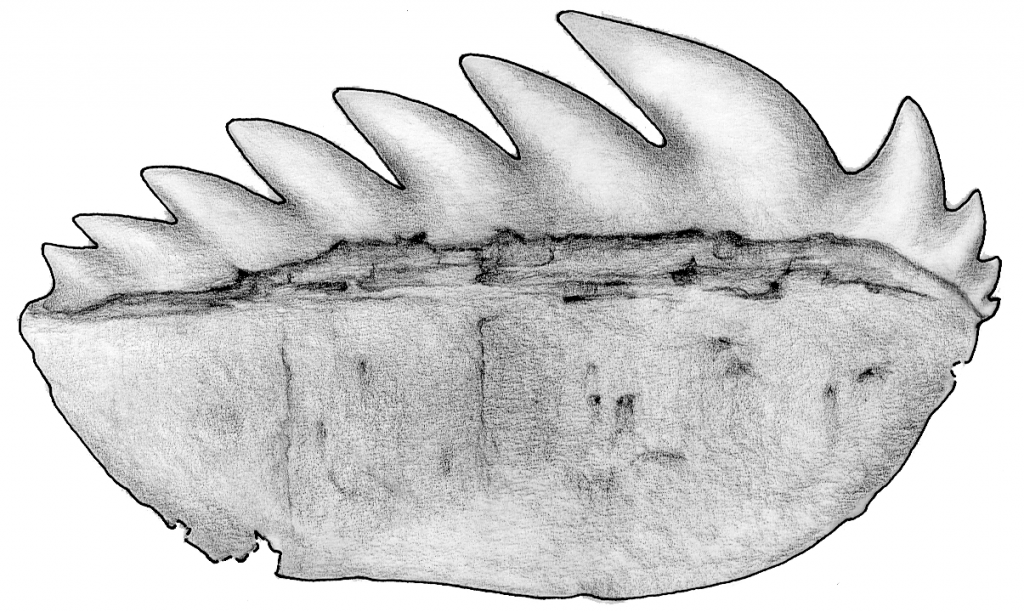 Notorynchus primigenius - Haie und Rochen der Molasse