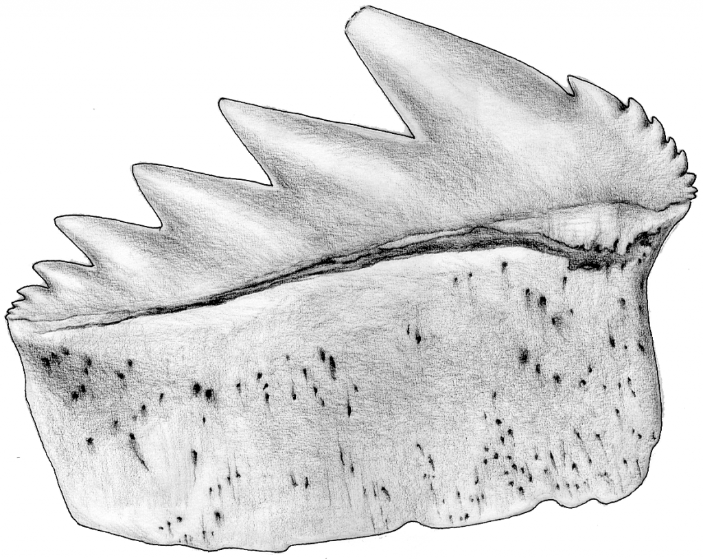 Notorynchus primigenius - Haie und Rochen der Molasse