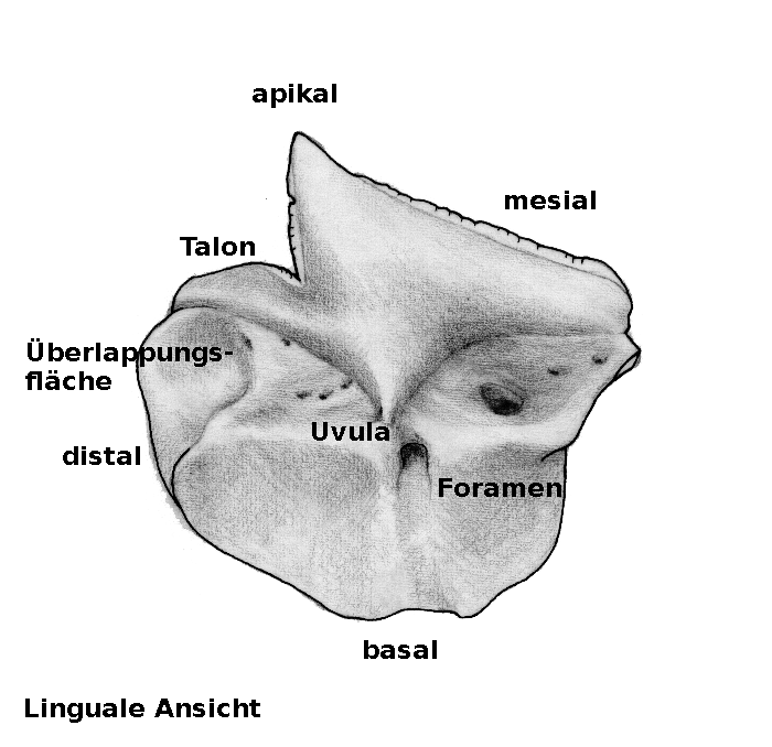Überlappungsfläche - Haie und Rochen der Molasse