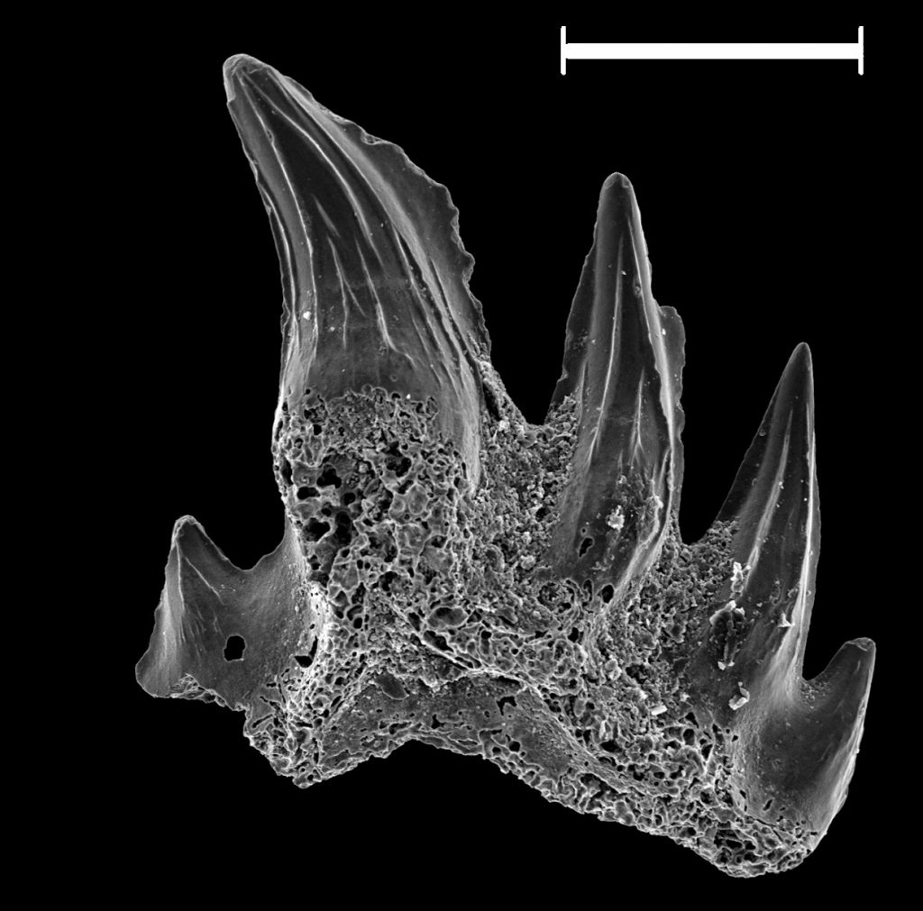 Apristurus sp. - Haie und Rochen der Molasse