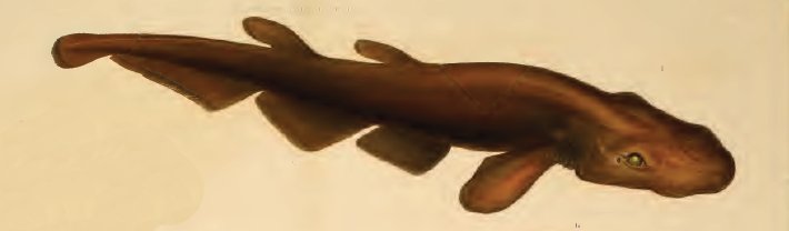 Apristurus sp. - Haie und Rochen der Molasse