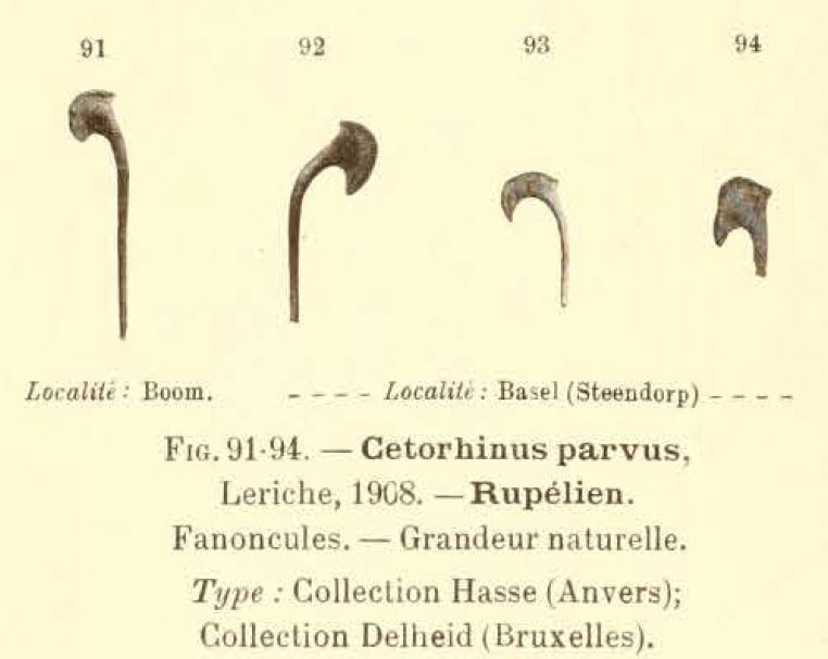 Cetorhinus parvus - Haie und Rochen der Molasse