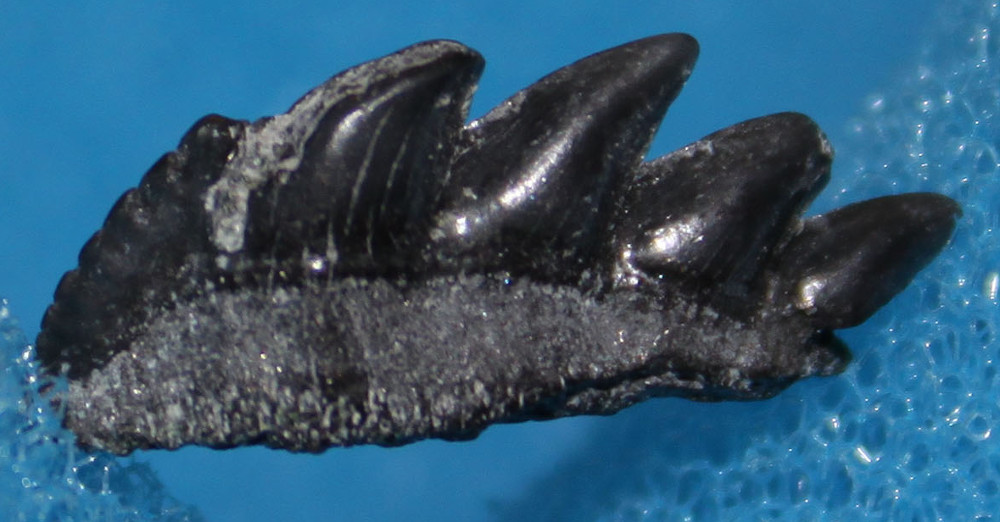 Notorynchus primigenius - Haie und Rochen der Molasse