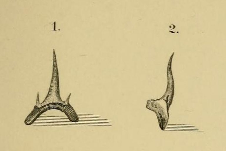 Odontaspis gustrowensis Winckler - Haie und Rochen der Molasse