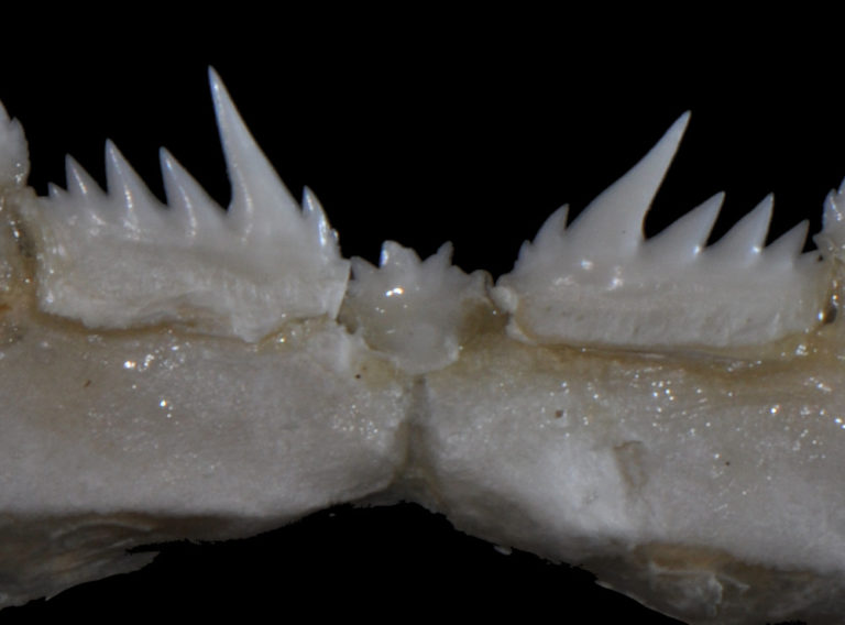 Heptranchias sp. - Haie und Rochen der Molasse