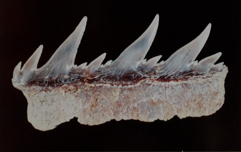 Paraheptranchias repens - Haie und Rochen der Molasse