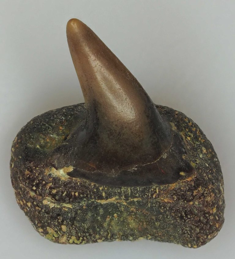 Notorynchus primigenius - Haie und Rochen der Molasse