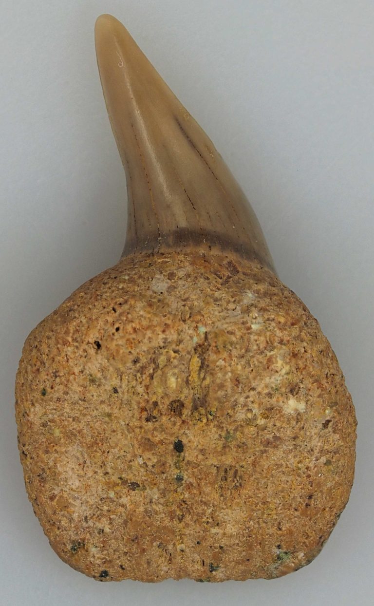 Notorynchus primigenius - Haie und Rochen der Molasse