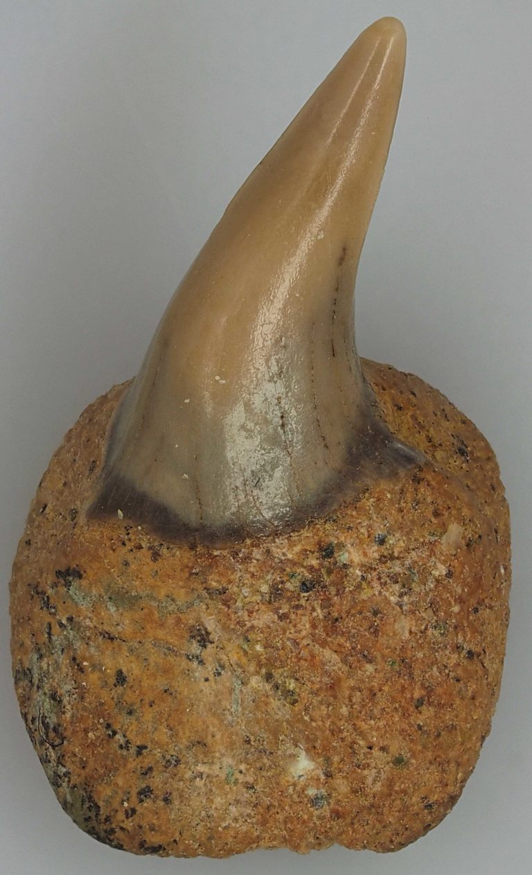 Notorynchus primigenius - Haie und Rochen der Molasse