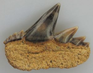 Notorynchus primigenius - Haie und Rochen der Molasse