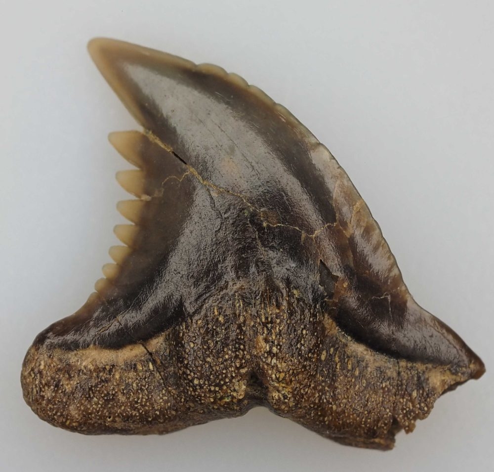 Hemipristis serra – Haie und Rochen der Molasse