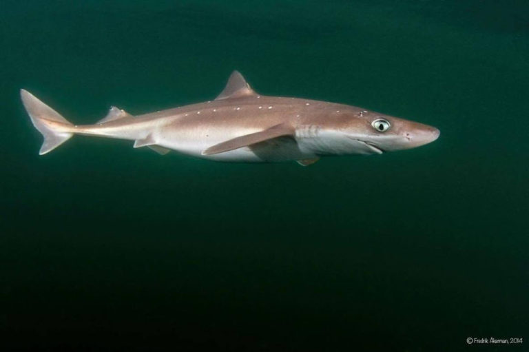 Squalus sp. - Haie und Rochen der Molasse