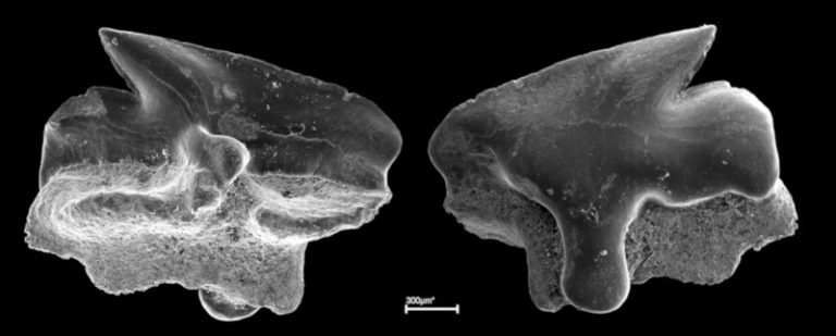 Squalus sp. - Haie und Rochen der Molasse