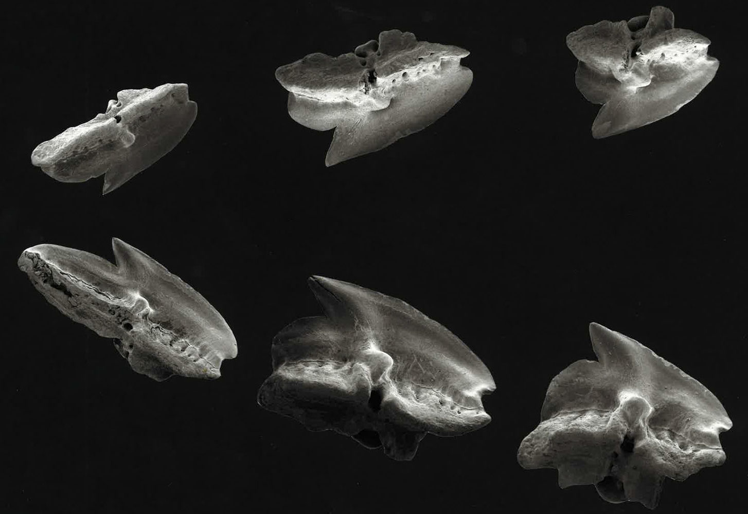 Squalus sp. - Haie und Rochen der Molasse