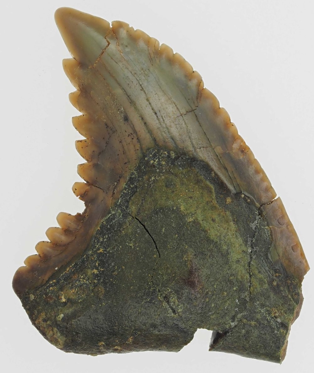 Hemipristis serra – Haie und Rochen der Molasse