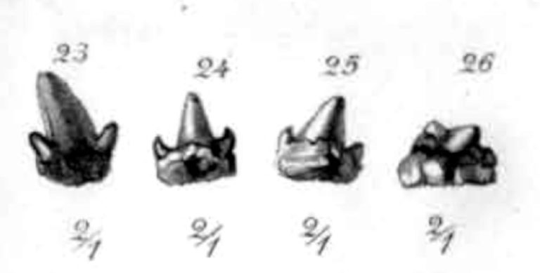 Scyllium distans - Haie und Rochen der Molasse