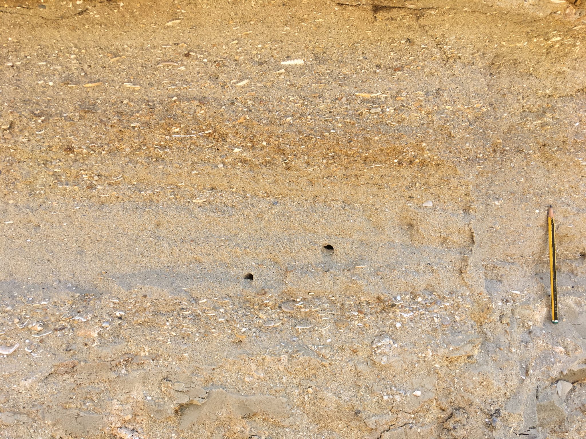 Grund - Haie und Rochen der Molasse