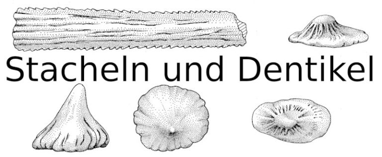 Stacheln und Dentikel - Haie und Rochen der Molasse
